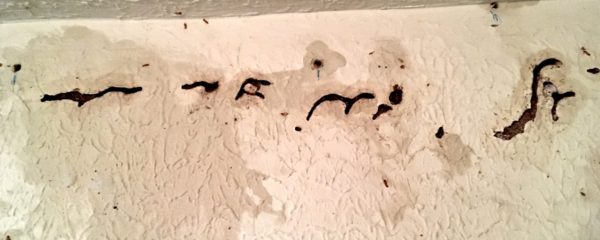 Arceneaux Pest Management & Termite Control | Baton Rouge, LA