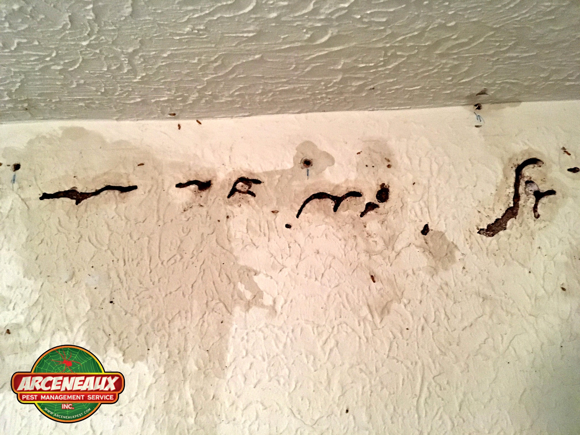 Termites In Ceiling Drywall | Shelly Lighting