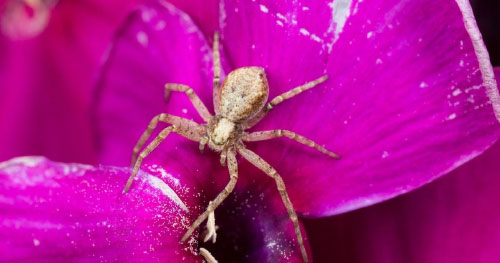 What are the Signs of a Serious Spider Infestation | Arceneaux Pest Control