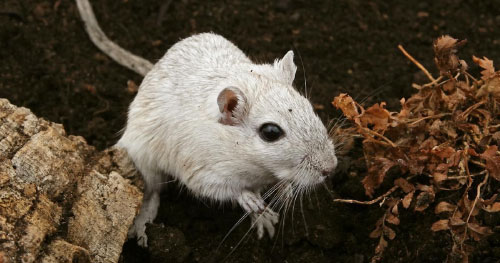 Commercial Pest Control Baton Rouge LA | Arceneaux Pest Control