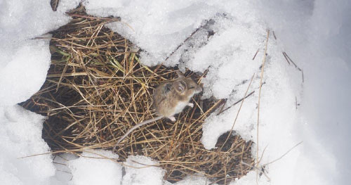 Pest Control Baton Rouge | Arceneaux Pest Control