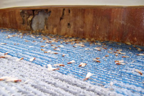 Termite Control Baton Rouge | Arceneaux Pest Control