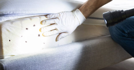 Pest Exterminator Baton Rouge | Arceneaux Pest Control