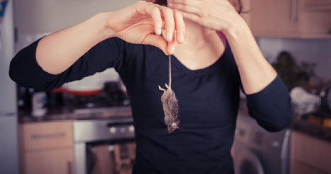 Pest Exterminator Baton Rouge | Arceneaux Pest Control
