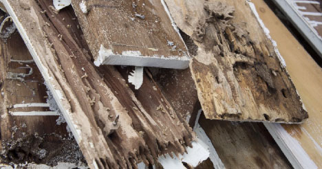 Termite Control Baton Rouge | Arceneaux Pest Control