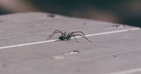 Insect Pest Control Baton Rouge | Arceneaux Pest Control