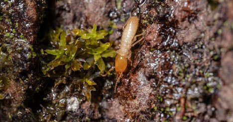 Seasonal Guide to Termite Control in Baton Rouge - Month-by-Month Tips ...
