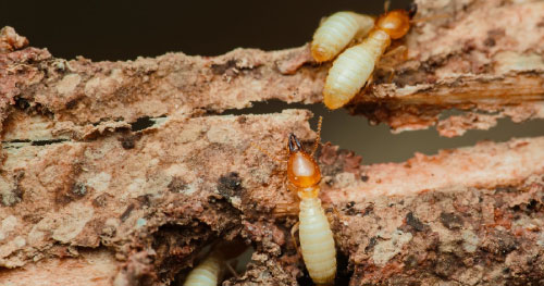 Termite Inspection In Baton Rouge | Arceneaux Pest Control