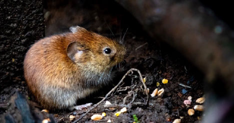 Pest Exterminator In Baton Rouge | Arceneaux Pest Control